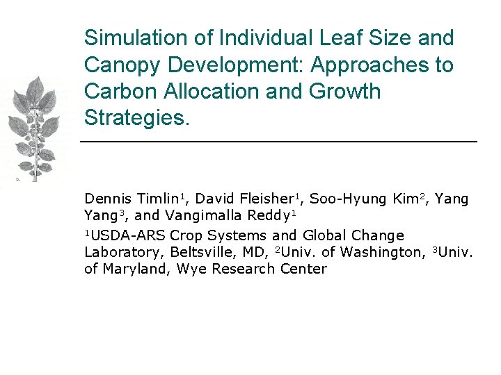 Simulation of Individual Leaf Size and Canopy Development