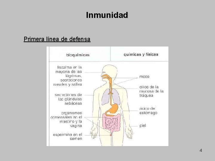 Inmunologa 1 Inmunidad Immunitas Exencin de deberes cvicos