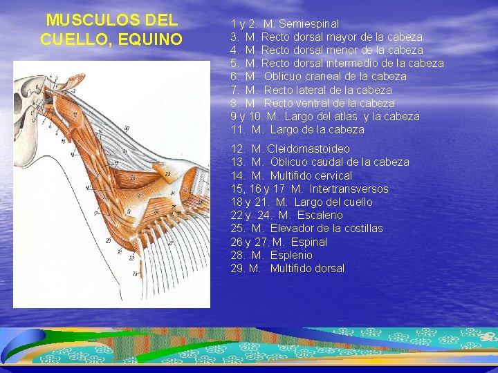 MIOLOGIA ANGELICA CANO BUITRAGO MIOLOGIA Los msculos se
