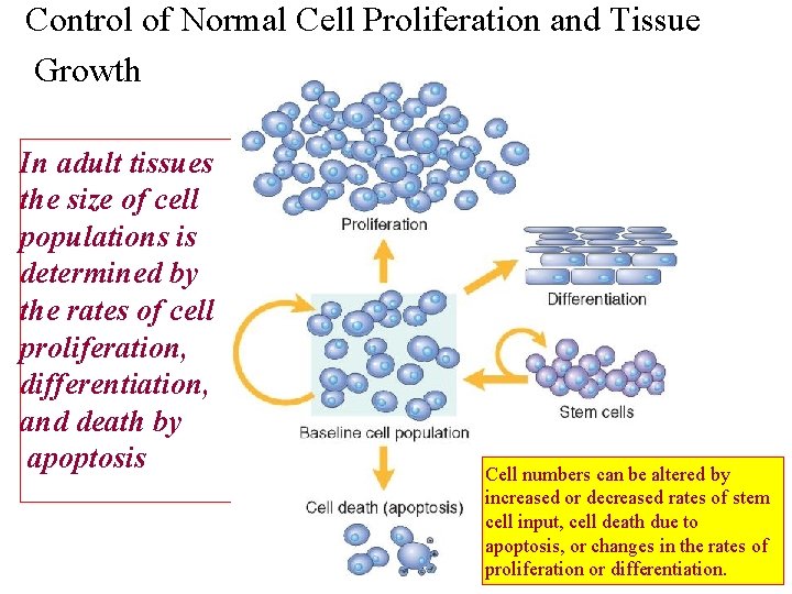 Chapter 3 Tissue repair Regeneration Healing Fibrosis Critical