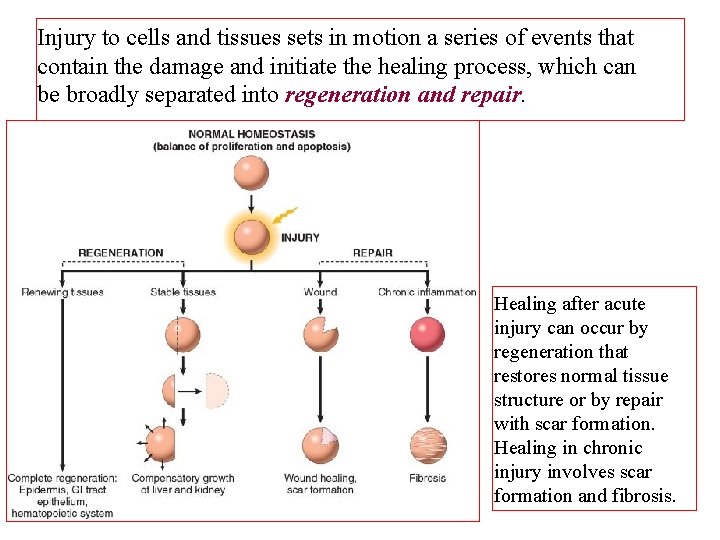 Chapter 3 Tissue repair Regeneration Healing Fibrosis Critical
