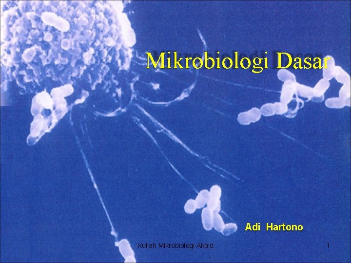 Mikrobiologi Dasar Adi Hartono Kuliah Mikrobiologi Akbid 1