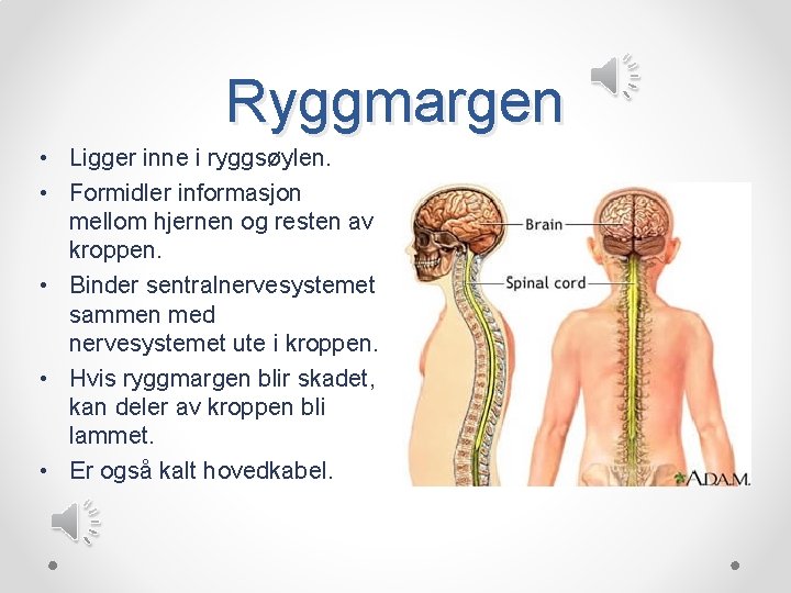 Nervesystemet Nervecelle Sentralnervesystemet Det perifere ...