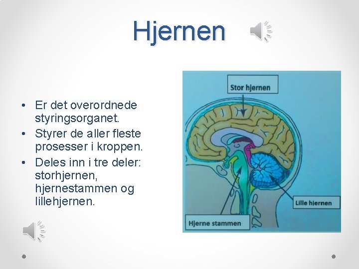 Nervesystemet Nervecelle Sentralnervesystemet Det perifere ...