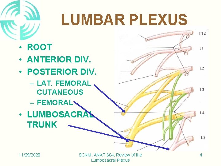 REVIEW OF THE LUMBOSACRAL PLEXUS 11292020 SCNM ANAT