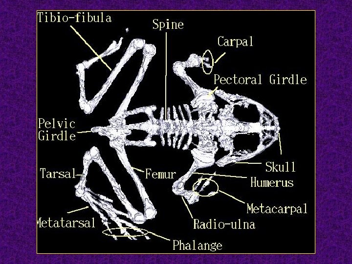 CLASSE AMPHIBIA ANFBIOS Transio do meio aqutico para