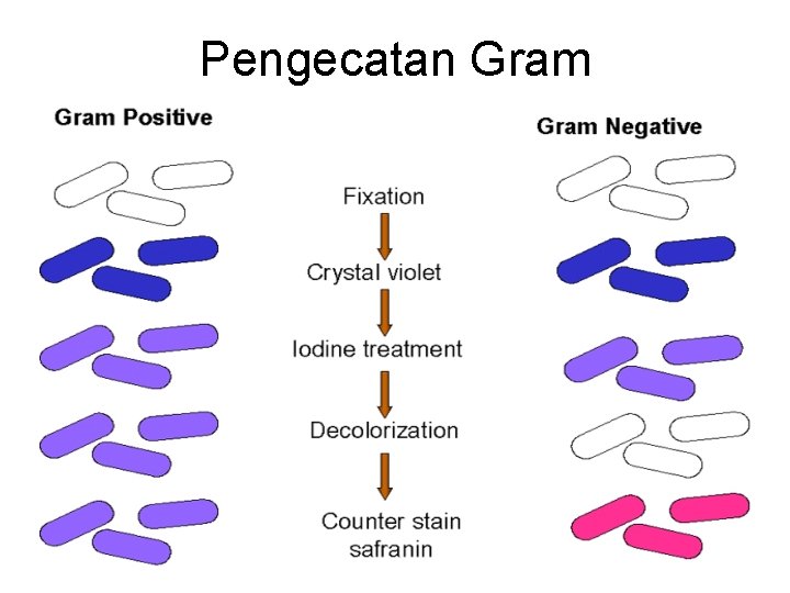 IDENTIFIKASI BAKTERI Zainab M Si Apt Tujuan Mahasiswa