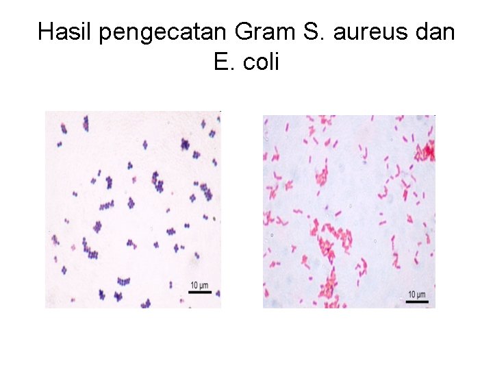 IDENTIFIKASI BAKTERI Zainab M Si Apt Tujuan Mahasiswa