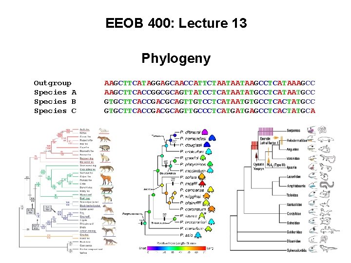 EEOB 400 Lecture 13 Phylogeny Outgroup Species A