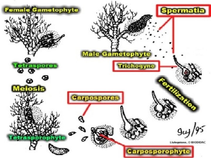 Division Rhodophyta or Red algae Division Rhodophyta or