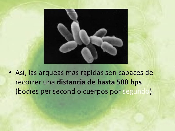 Asignatura Ciencias Naturales biologa Tema Las arqueobacteria Integrantes