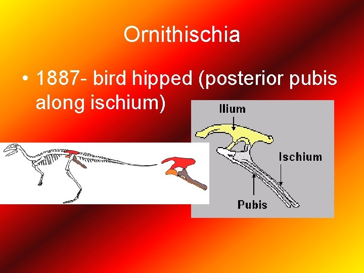 Dinosaur Evolution How do we know when dinosaurs