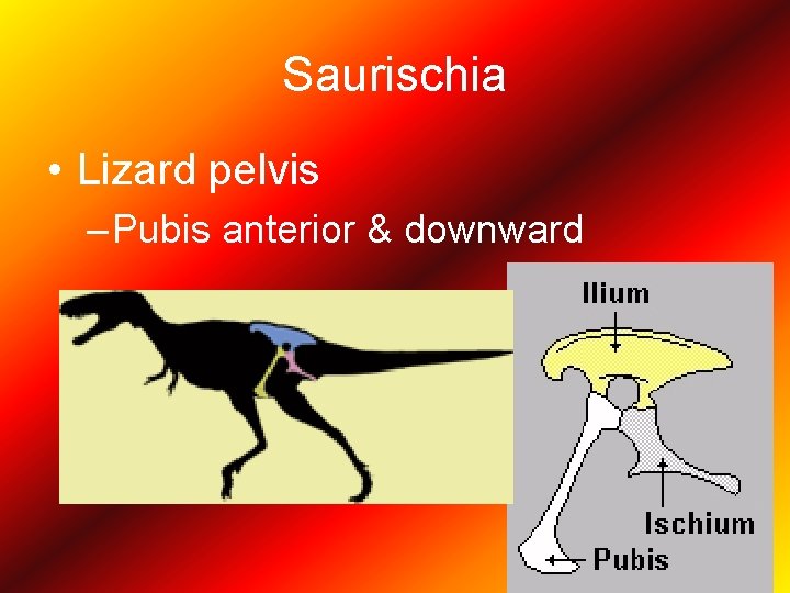 Dinosaur Evolution How do we know when dinosaurs