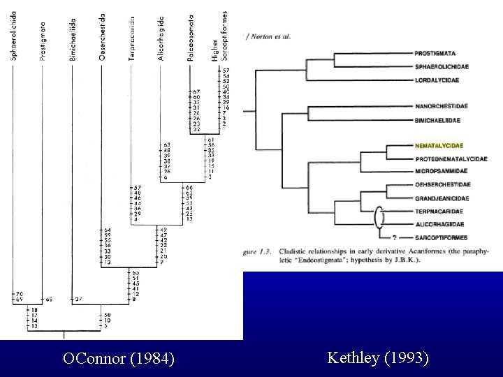 Evaluation of basal relationships of acariform mites Using
