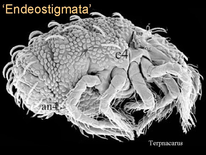 Evaluation of basal relationships of acariform mites Using