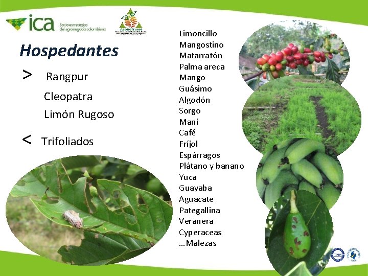 PICUDO DE LOS CITRICOS Compsus sp EN COLOMBIA