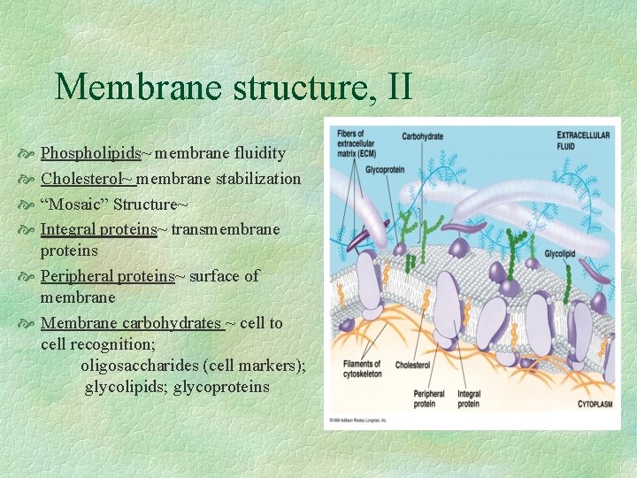 Lecture 3 Date Chapter 8 Membrane Structure Function