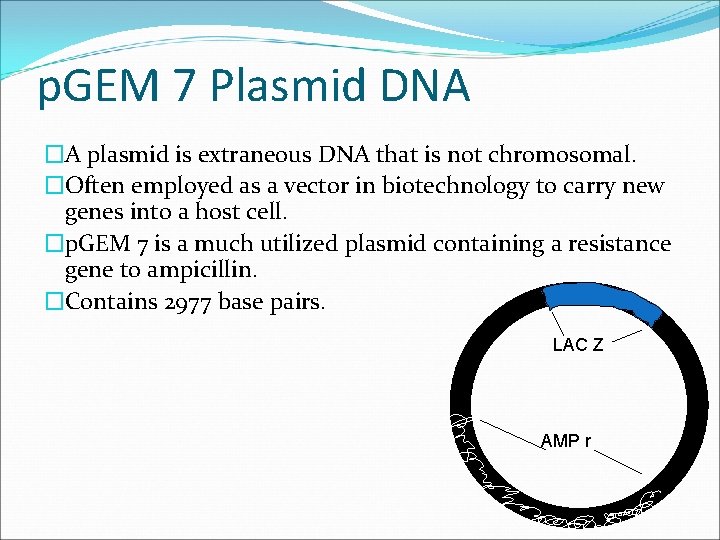 XRay and Microwave Radiation Effects on Plasmid Gene