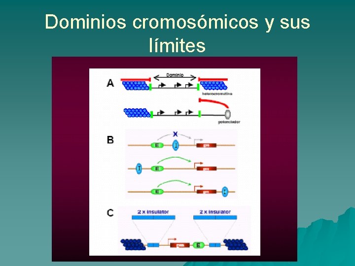 Cromosomas y Regulacin de la expresin gnica Por