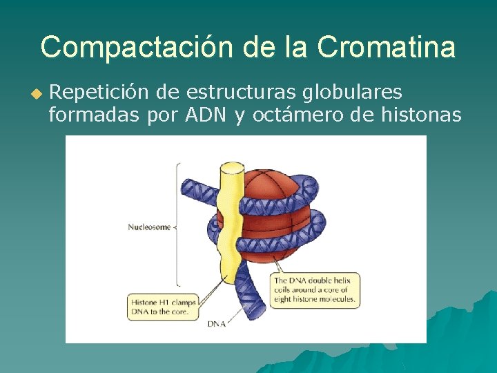 Cromosomas y Regulacin de la expresin gnica Por