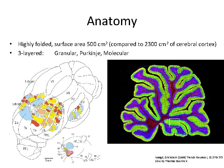 Anatomy Highly folded surface area 500 cm 2