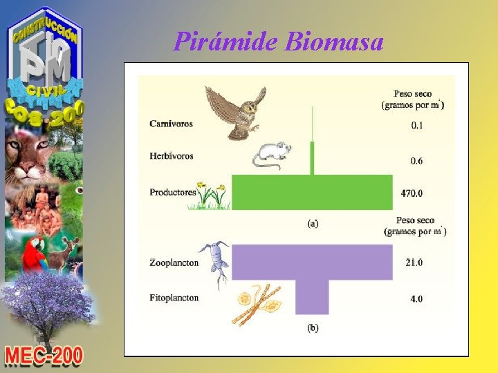 UNIDAD II CONTENIDO o Niveles estructurales del ecosistema