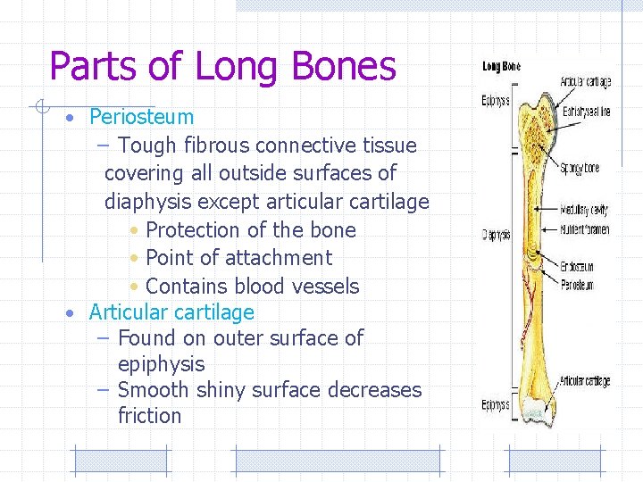 ANATOMY PHYSIOLOGY Skeletal System Unit 3 Functions of