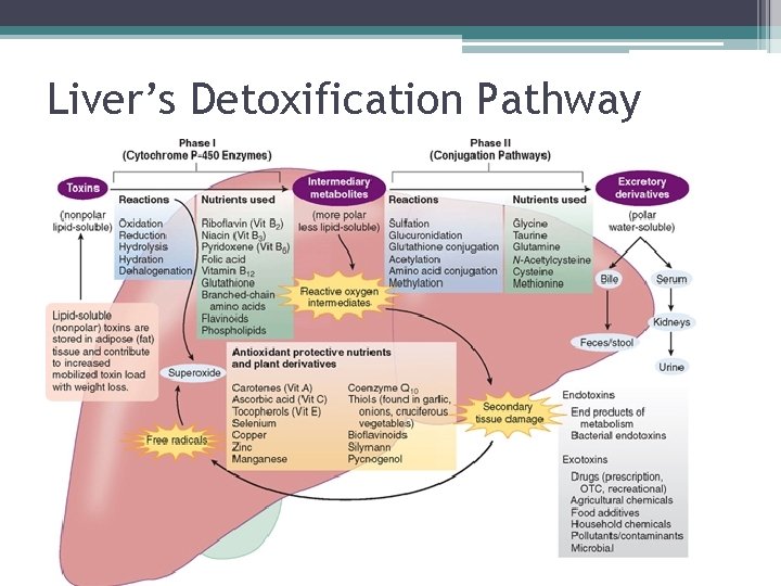 The Role of Liver Detoxification in PCOS women