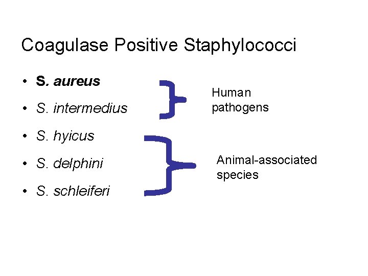 Staphylococcus Dr Rayan Abdelwahid Family Micrococcaceae Genus ...