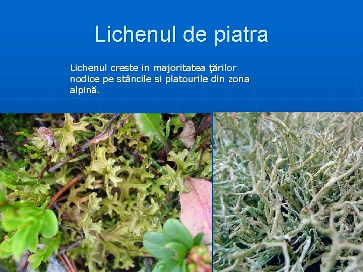 LICHENII Sunt talofite deoarece corpul lor nu prezinta