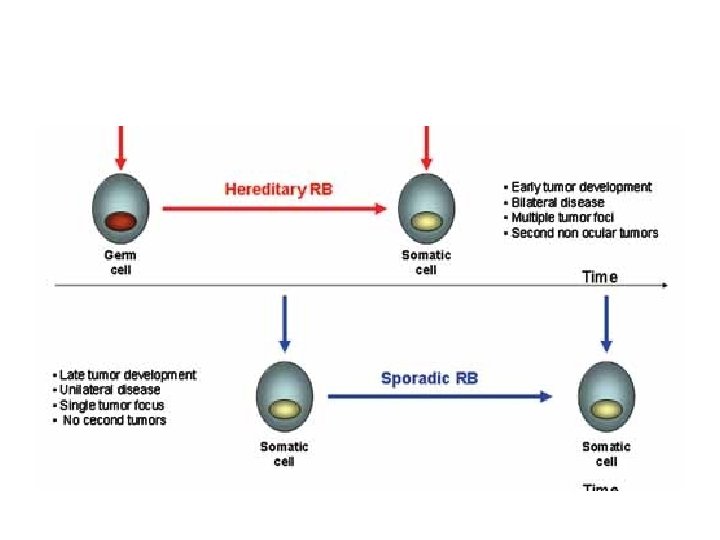 Pathology of retinoblastoma Dr ajit nambiar objectives What