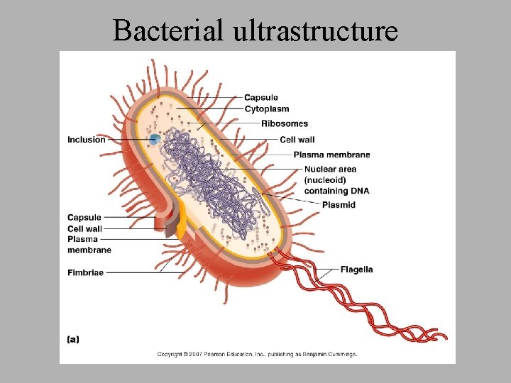 Chapter 4 Functional Anatomy of Prokaryotic and Eukaryotic
