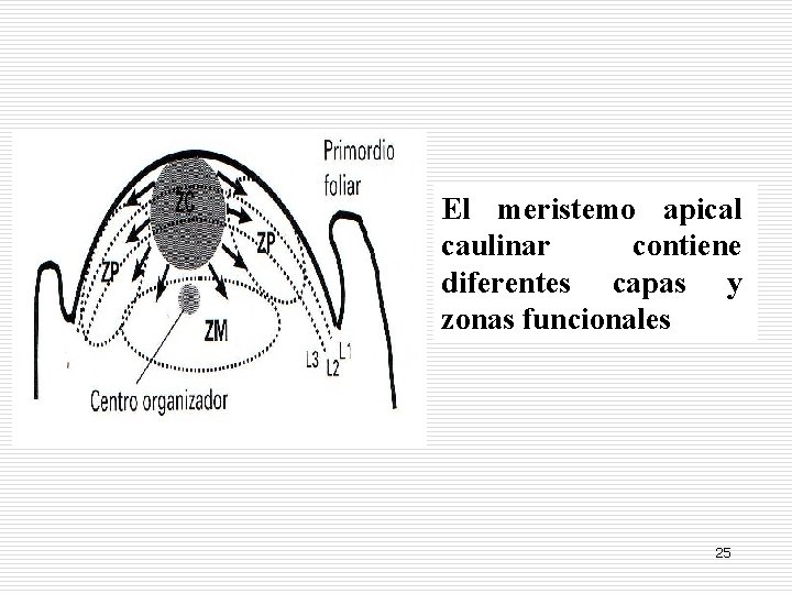Tema 15 Introduccin al desarrollo 1 Objetivo Comprender