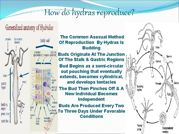 HYDRAS By Emily Harding Table of Contents 1