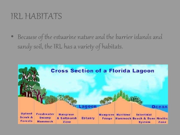 Indian River Lagoon Ecology What is a lagoon