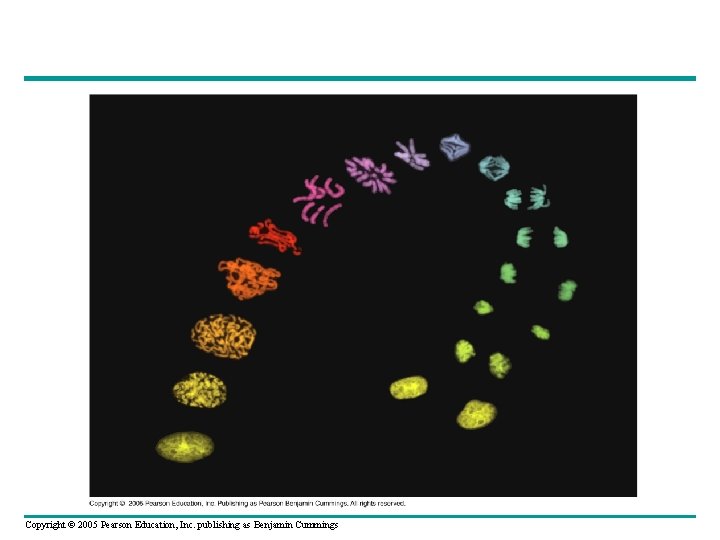 Chapter 8 The Cell Cycle Copyright 2005 Pearson