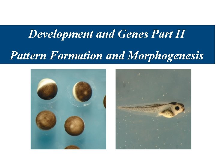 Development and Genes Part II Pattern Formation and