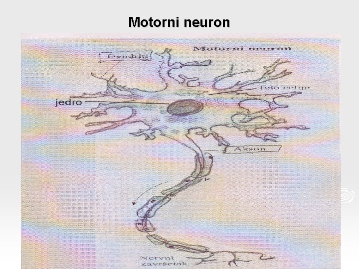 MEMBRANSKI POTENCIJALI Membranski Potencijali Elektrini potencijali ...
