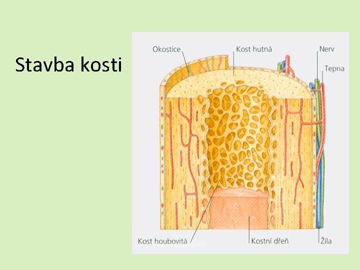 EU penze stednm kolm Nzev vzdlvacho materilu Kostra