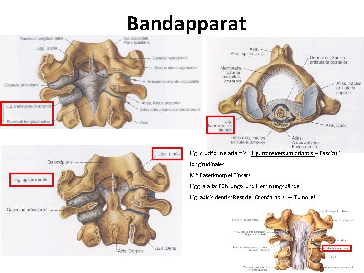 Wirbelsule Kopfgelenke Dr Altdorfer Lordosis Kyphosis Lordosis Scoliosis