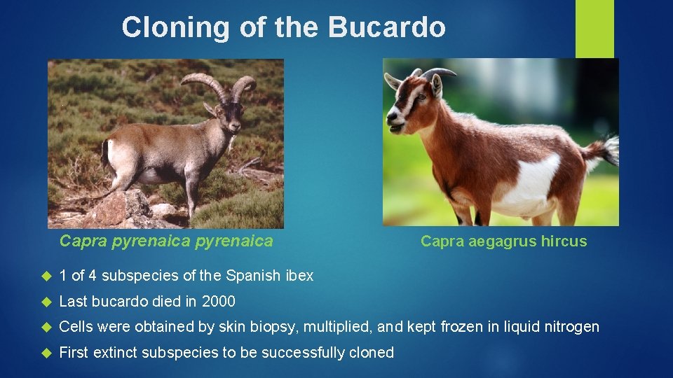 Reversing Species Extinction By Mammalian Cloning HALEY KUHN