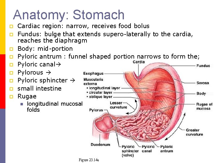 Gastrointestinal System Organ systems p p Gastrointestinal GI
