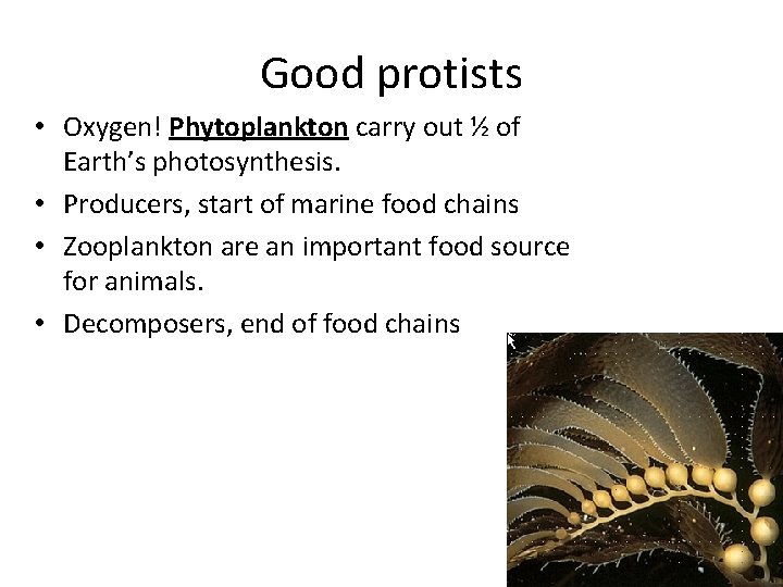 Protists The Good the Bad and the Ugly