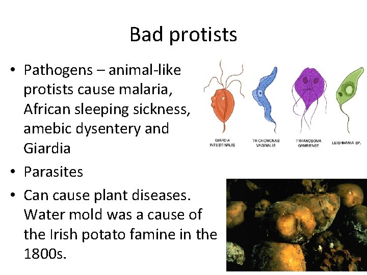Protists The Good the Bad and the Ugly