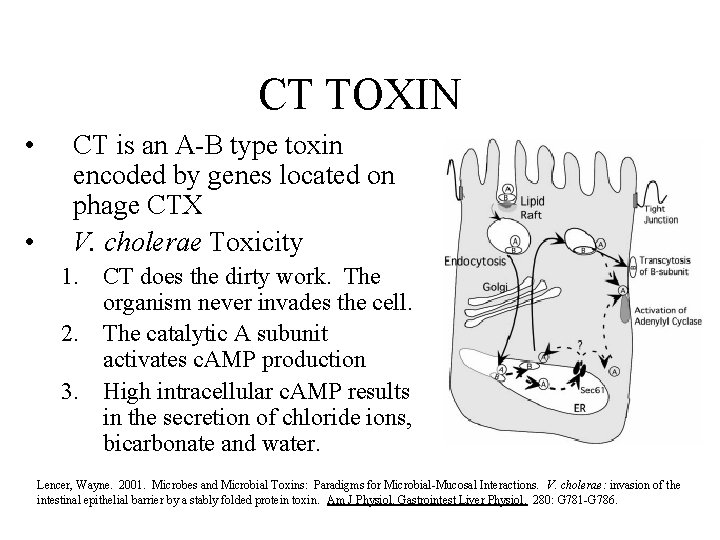 The Vibrio cholerae Toxin CoRegulated Pilus TCPtargeted Vaccine