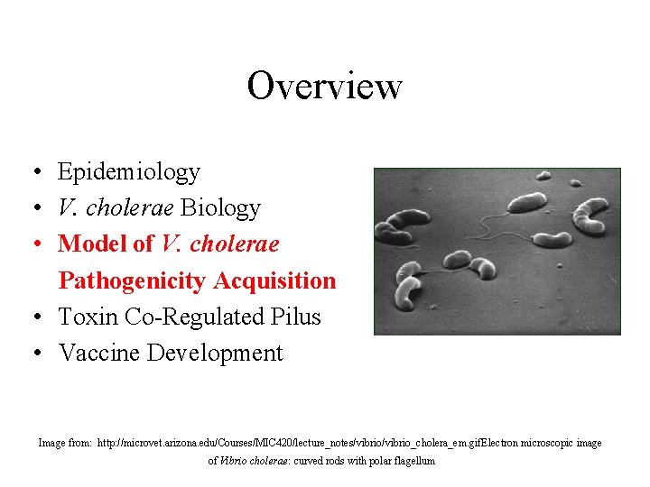 The Vibrio cholerae Toxin CoRegulated Pilus TCPtargeted Vaccine