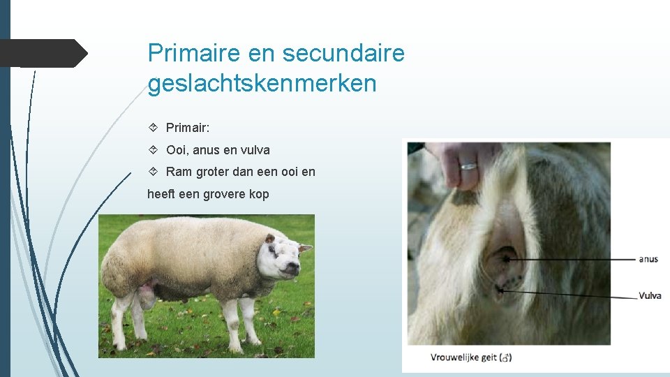 Sekse paard schaap en konijn Joey Giel Camilla