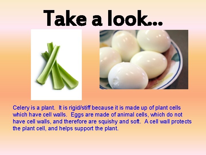 Cells and Cell Organelles History of the Cell