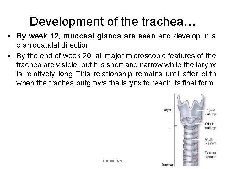 Development of The Lower Respiratory System Larynx And