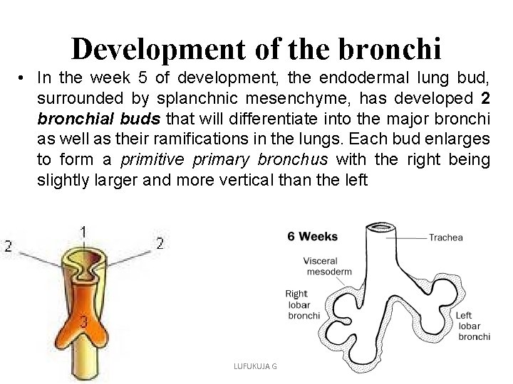 Development of The Lower Respiratory System Larynx And